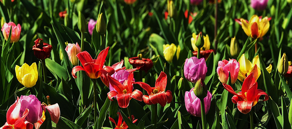 Best Spring Flowers From Around the World | Solgaard