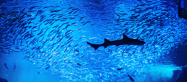 Dive Into These Ambitious Ocean Exhibitions in 2022 – Solgaard